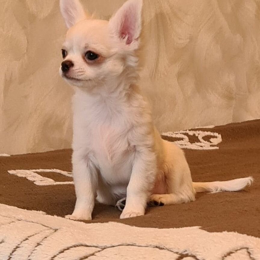 Чихуахуа девочка и мальчик