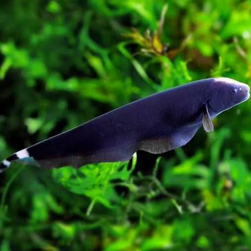 Черный нож- аквариумные рыбки