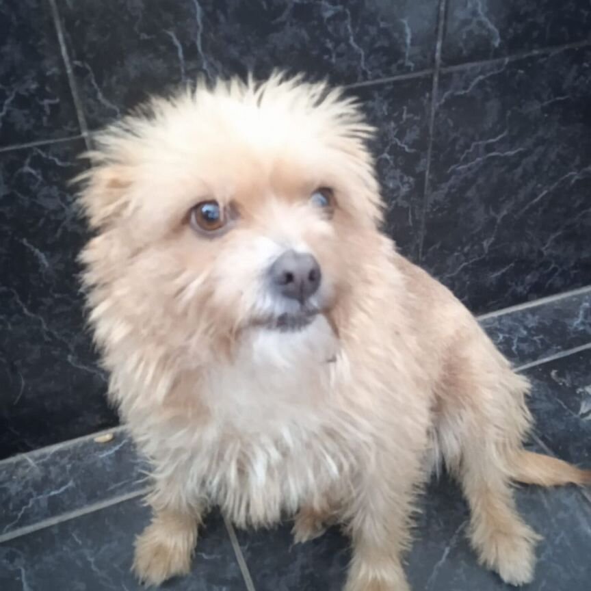 Тося маленькая собачка ищет дом