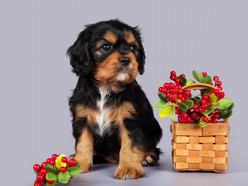 Щенок Кавалер Кинг Чарльз Спаниеля