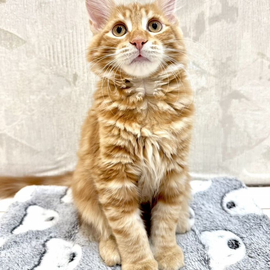 Котик в добрые руки