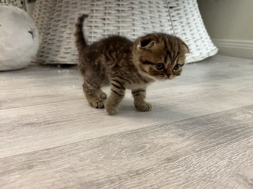 Шотландские котята
