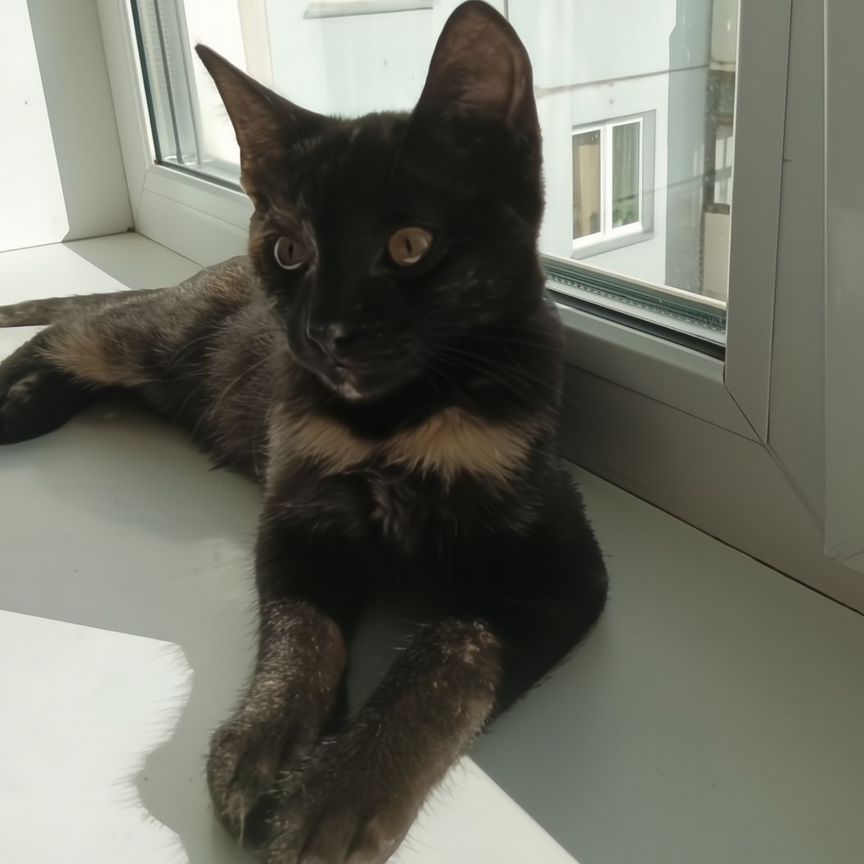 Кошечка окрас черепашка