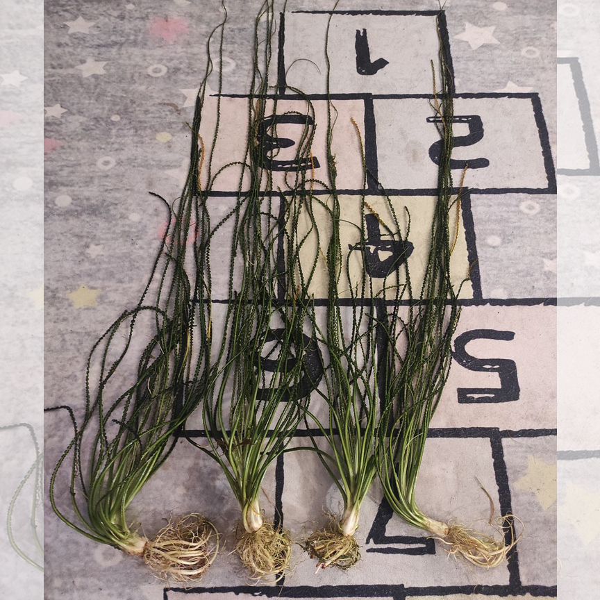 Аквариумное растение