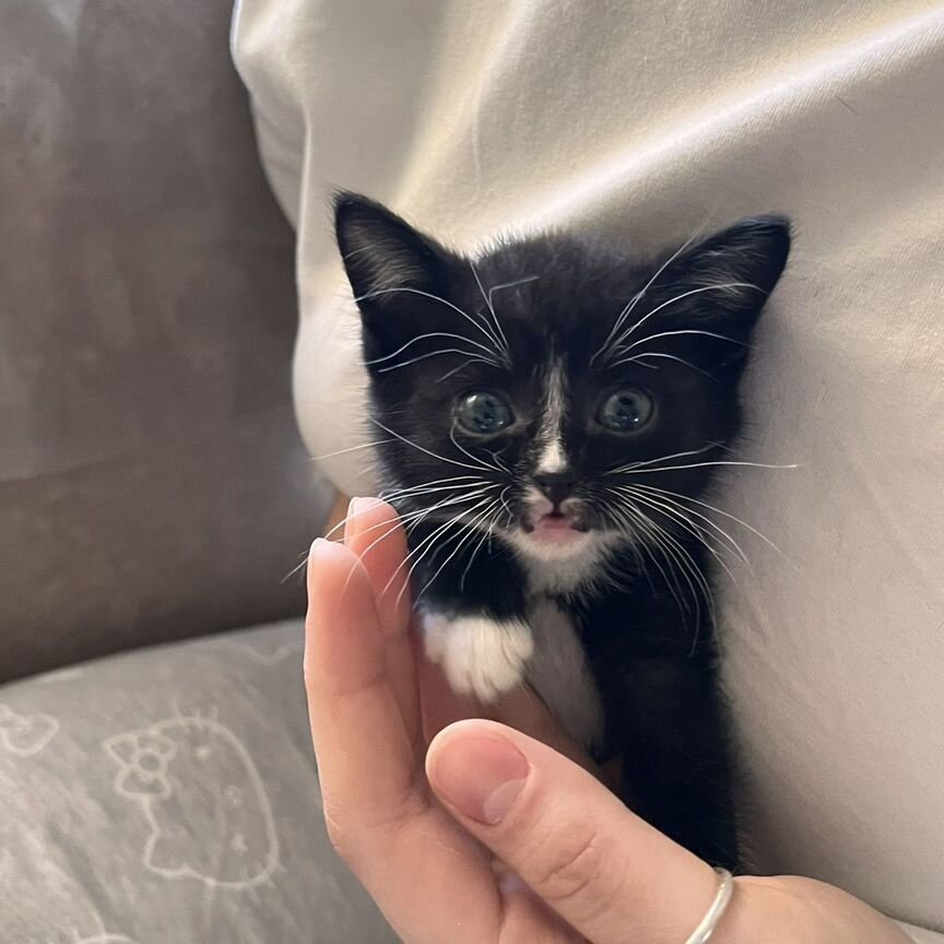 Котенок 1 месяц