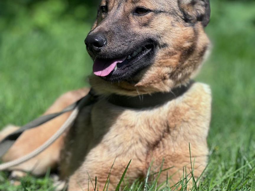 Собака в добрые руки