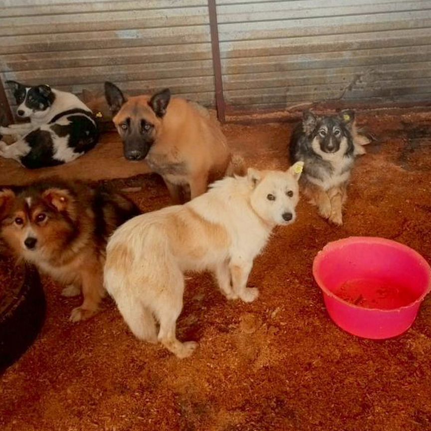 Небольшие србачки в отлове в добрые руки