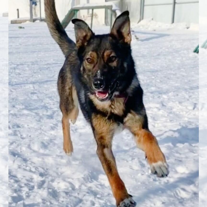 Взрослая собака в добрые руки