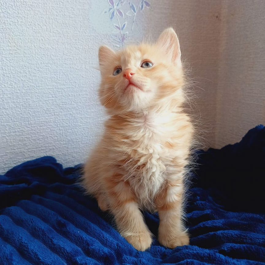 Новогодние котята в хорошие руки