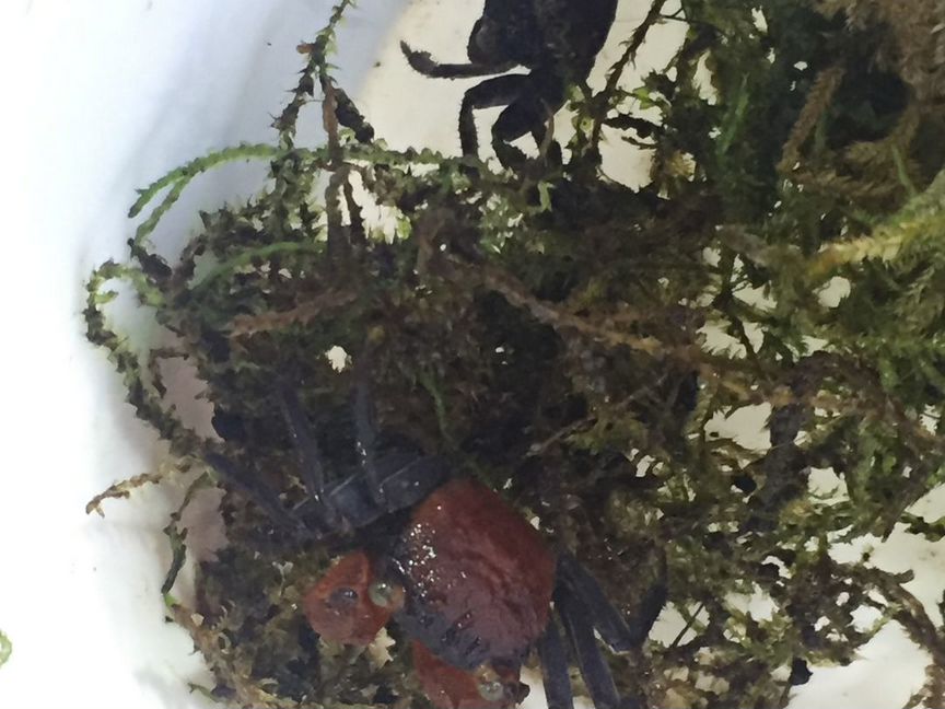 Крабы, Креветки