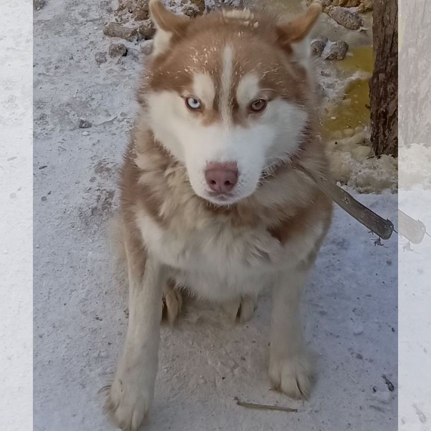 Сибирский хаски, взрослый пёс