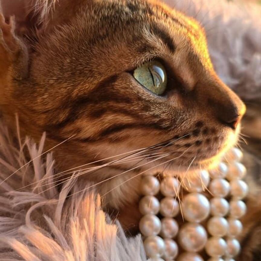 В добрые руки