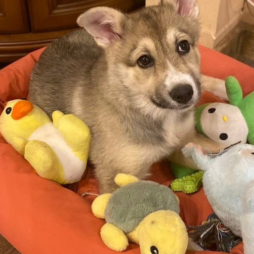 Щенок в добрые руки