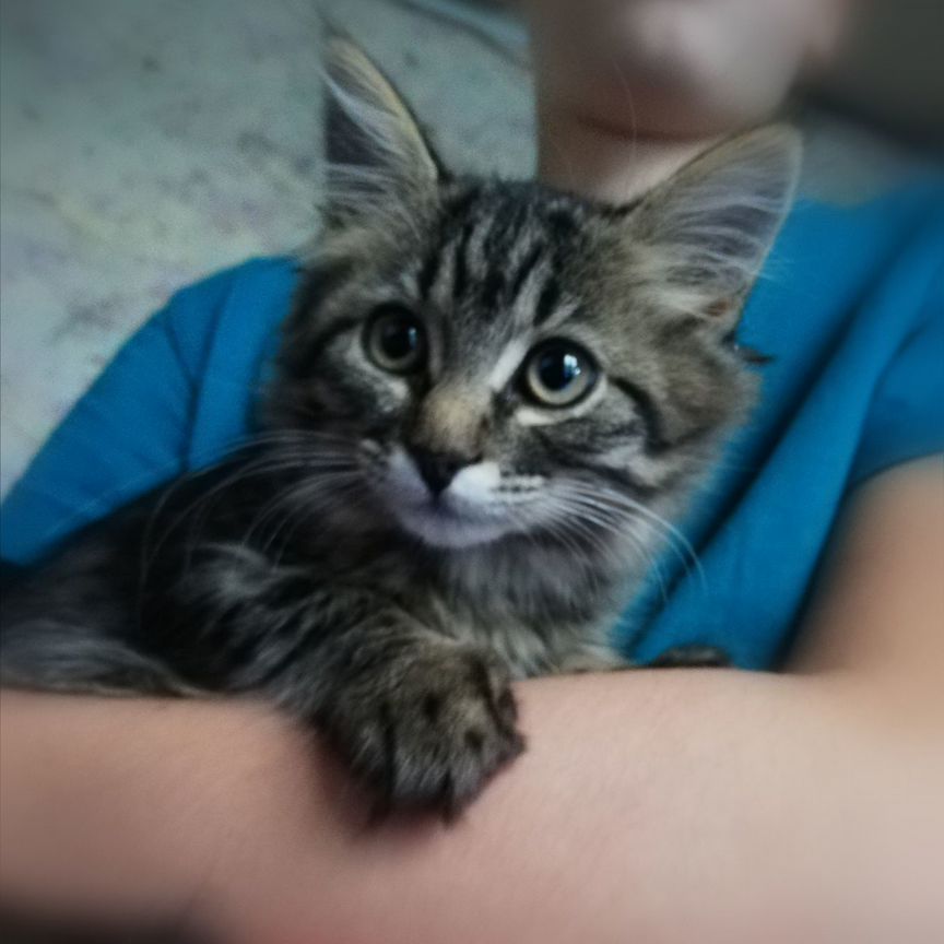 Кошечка в заботливые руки