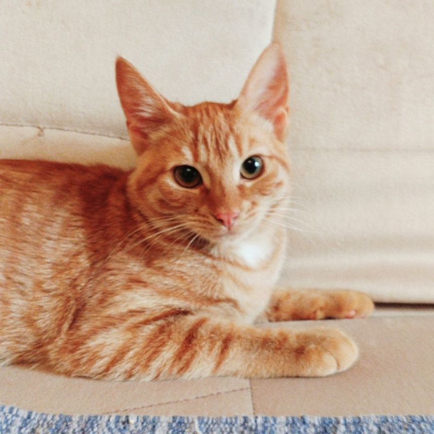 Рыжая, солнечная, ласковая малышка