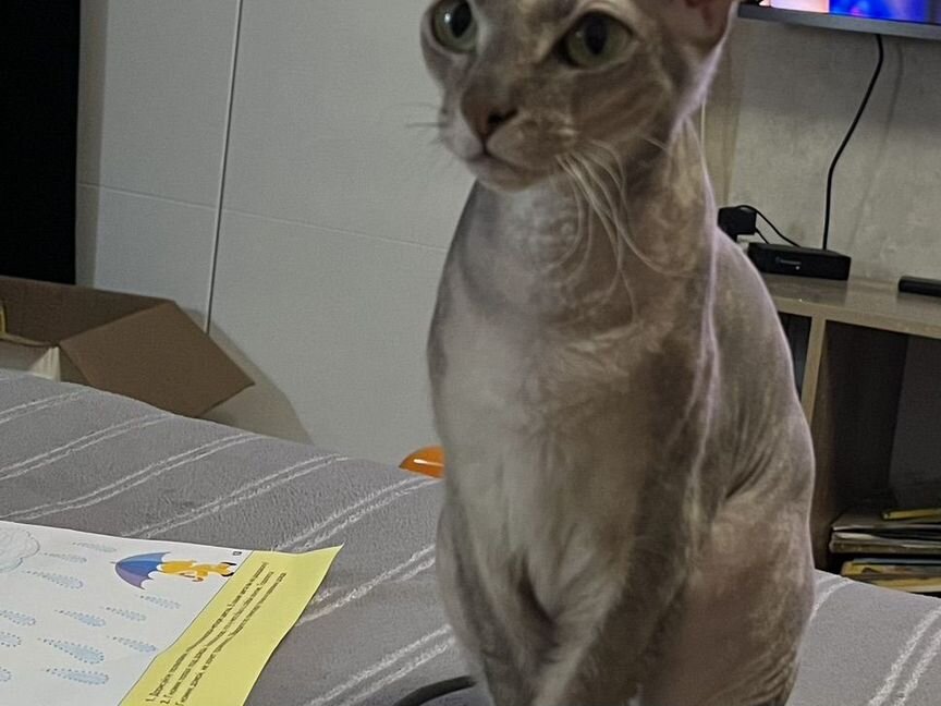 Нужен котик на случку