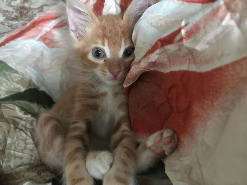 Рыжий котенок мальчик