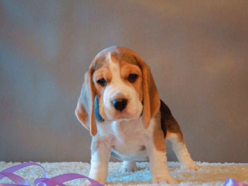 Щенки бигля