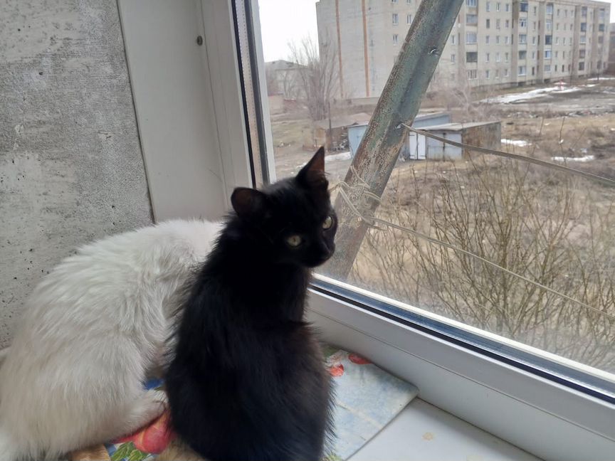 Кошка
