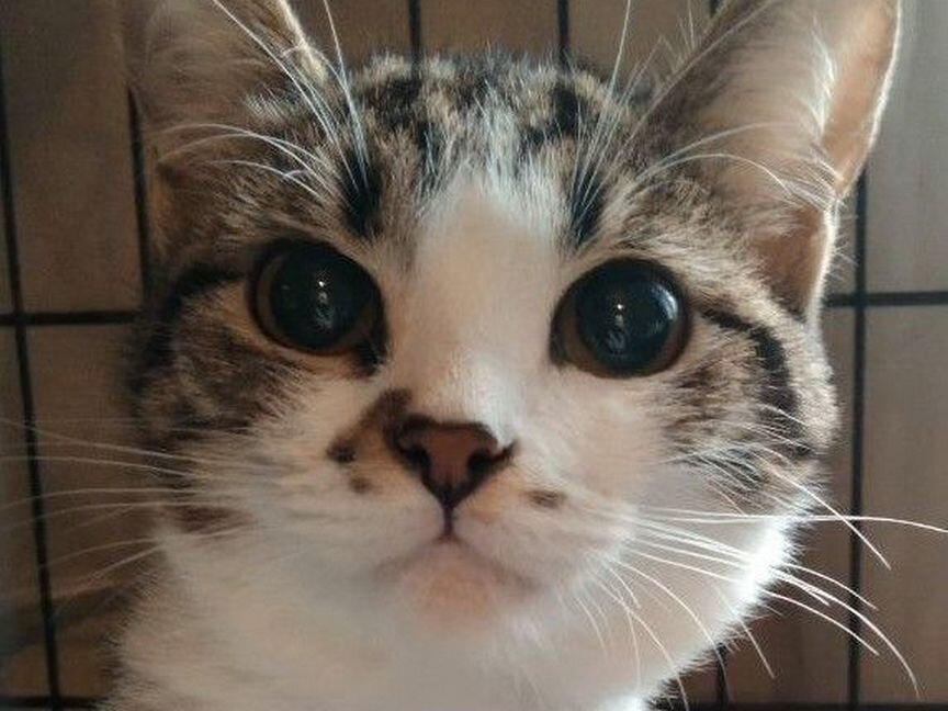 Мальчик Кусь с лейкозом в добрые руки