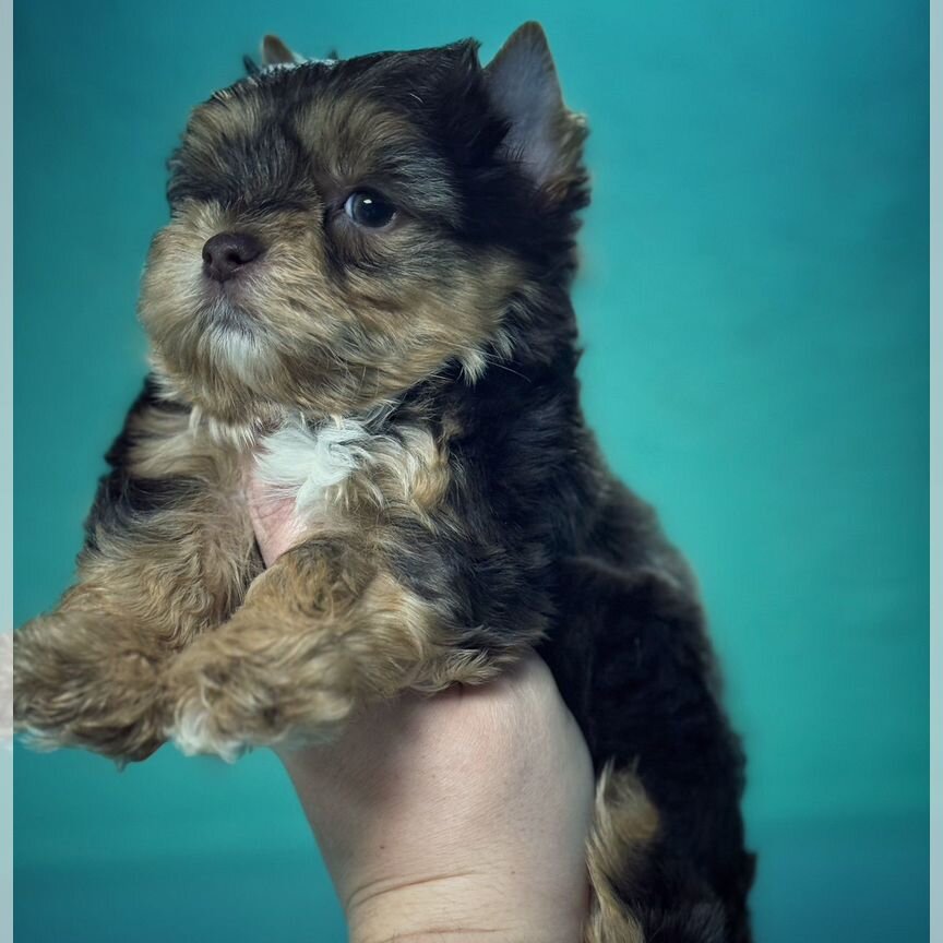 Йоркширский терьер, щенок