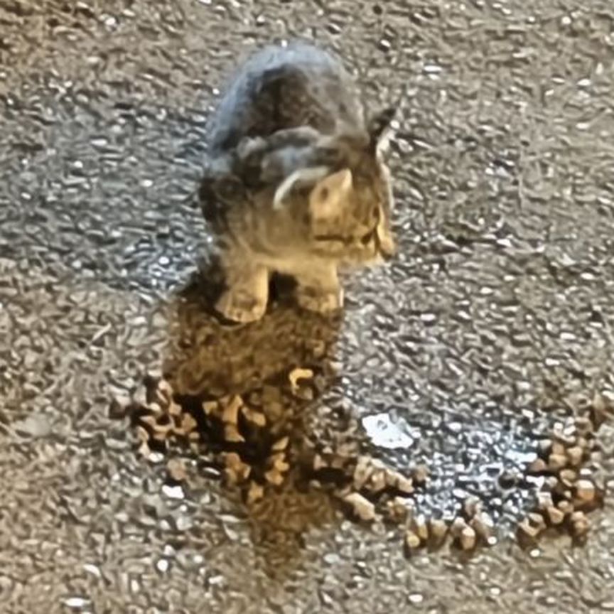 Котёнок в добрые руки