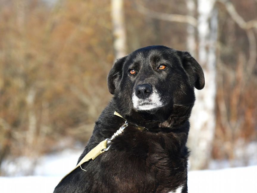 Собака в добрые руки