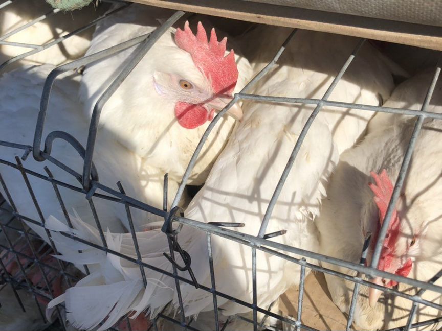 Куры несушки продам