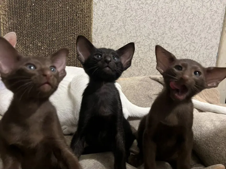 Ориентальные котята