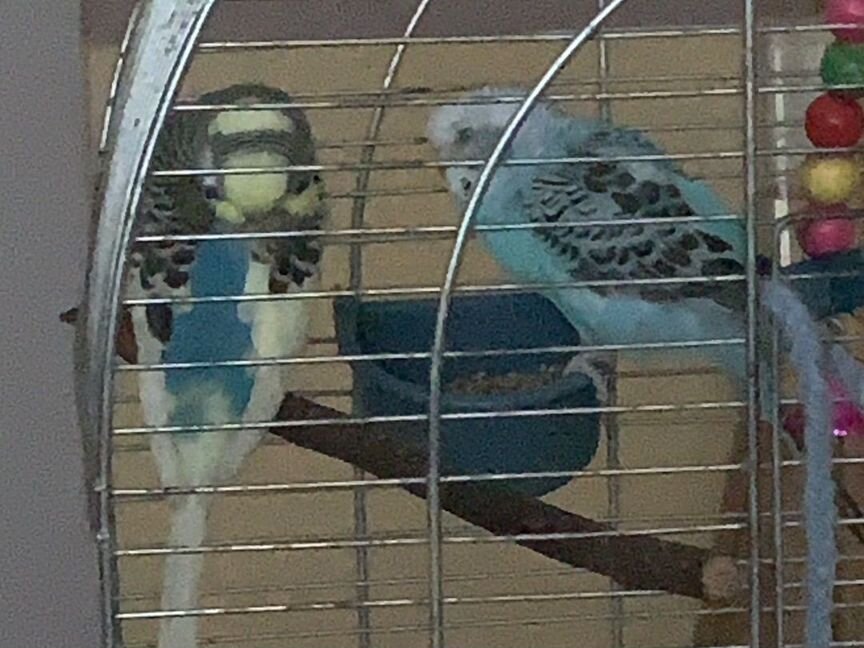 Волнистый попугай с клеткой