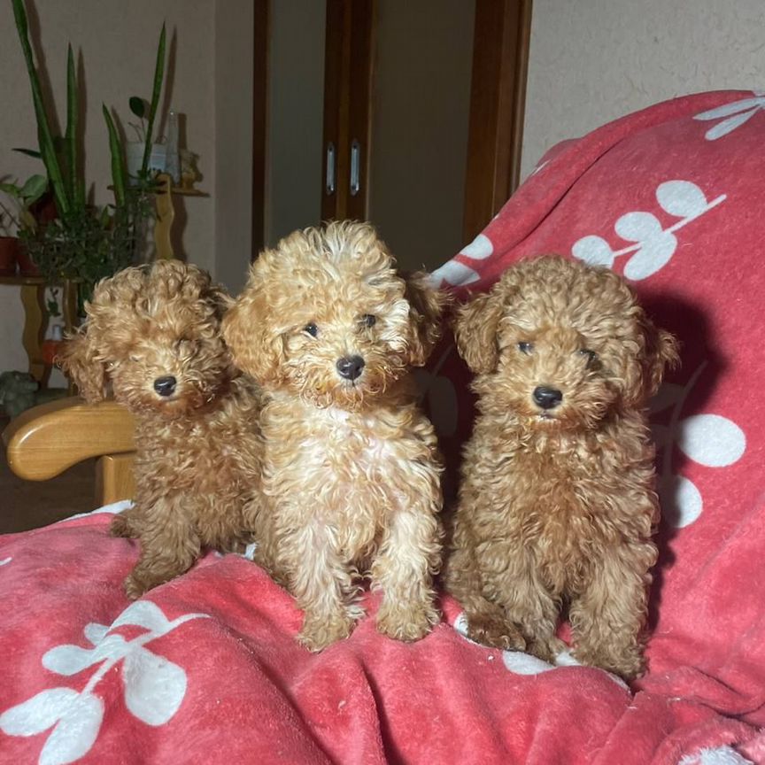 Той-пудель, щенок