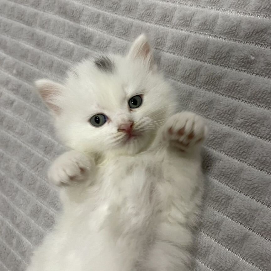 Котята ангорки