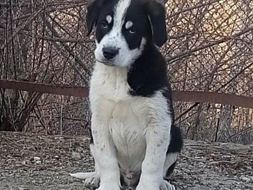 Крупный щенок для охраны и души