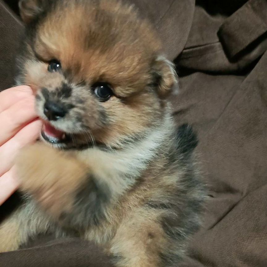 Щенки шпица