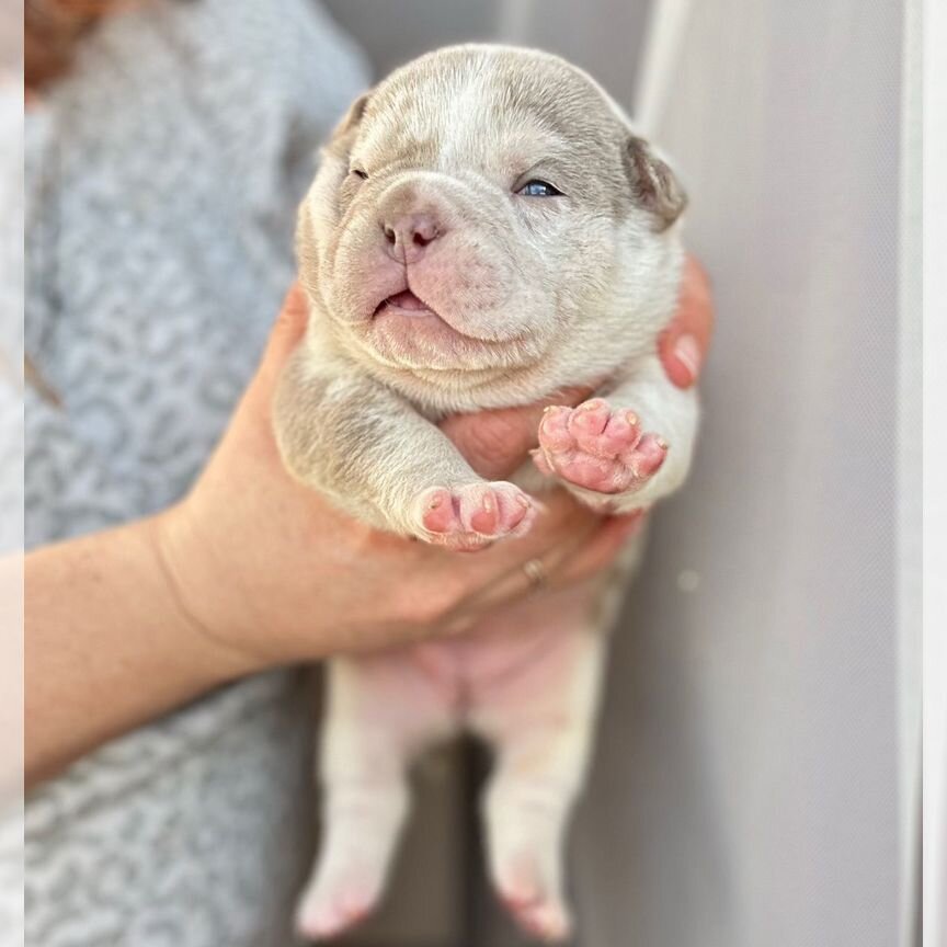 Американский булли, щенок