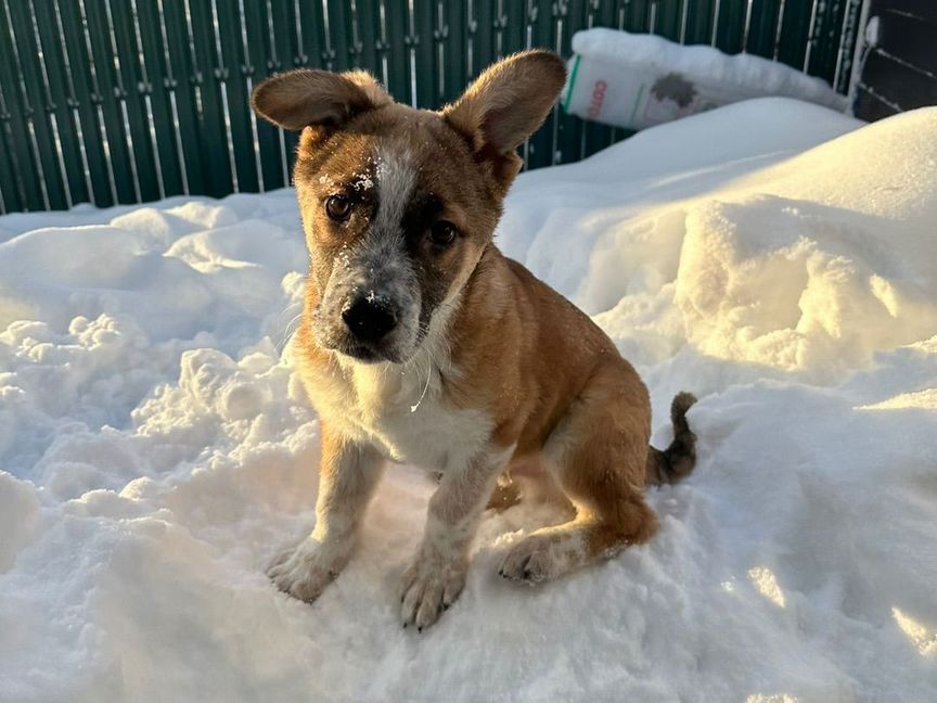 Друг в надёжные заботливые руки