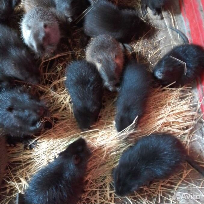 Продаются 3месячные нутрята 15шт