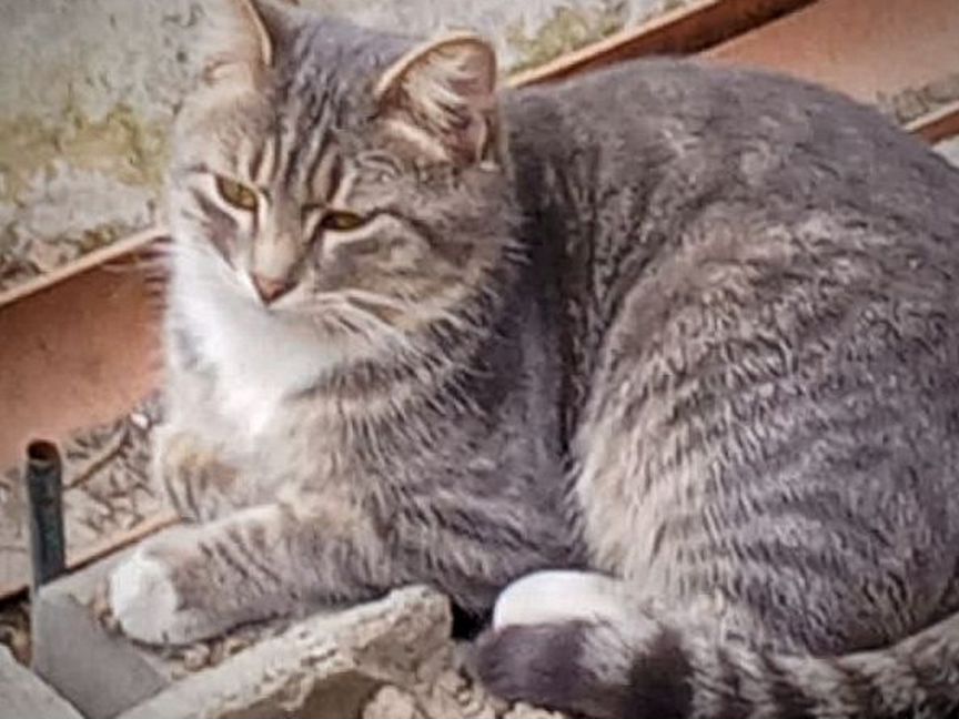 Котику нужен дом