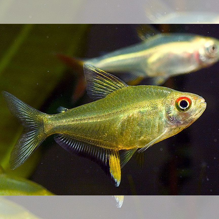 Лимонная тетра - Hyphessobrycon pulchripinnis