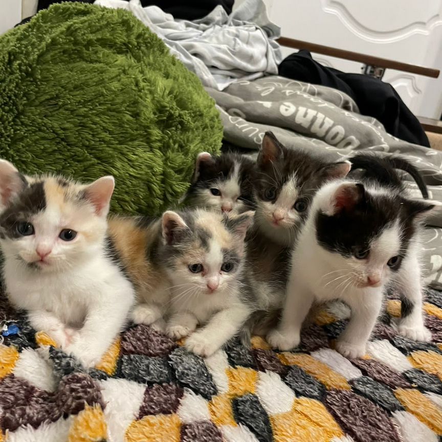Котята в добрые руки