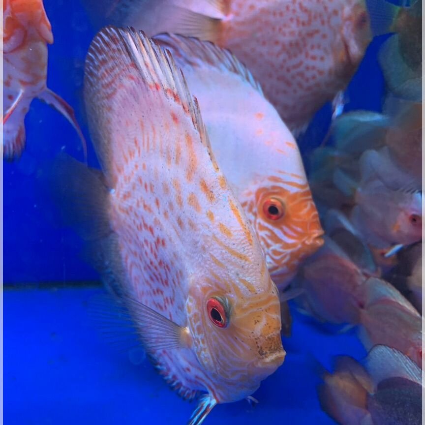 Дискус белая бабочка