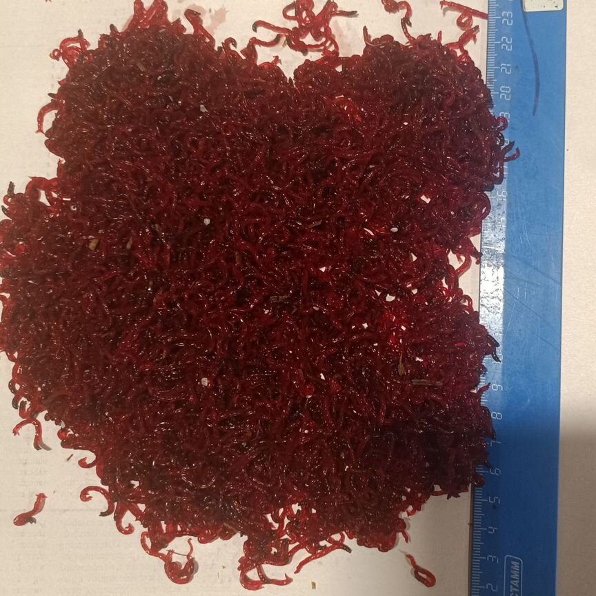 Мотыль Уральский