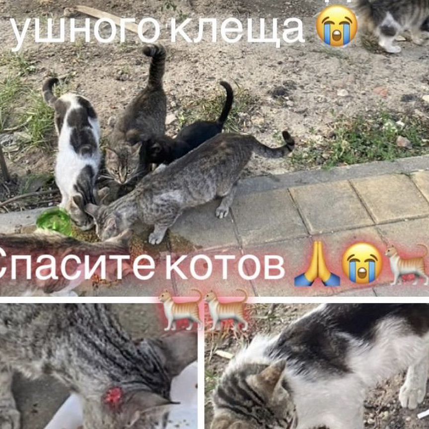 Погибают коты без елы и воды