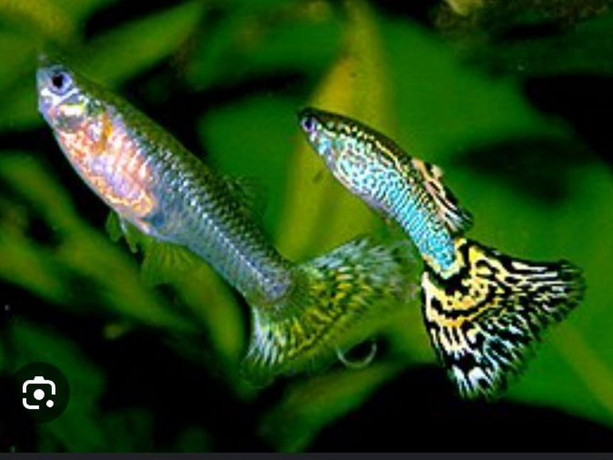 Аквариумные рыбки