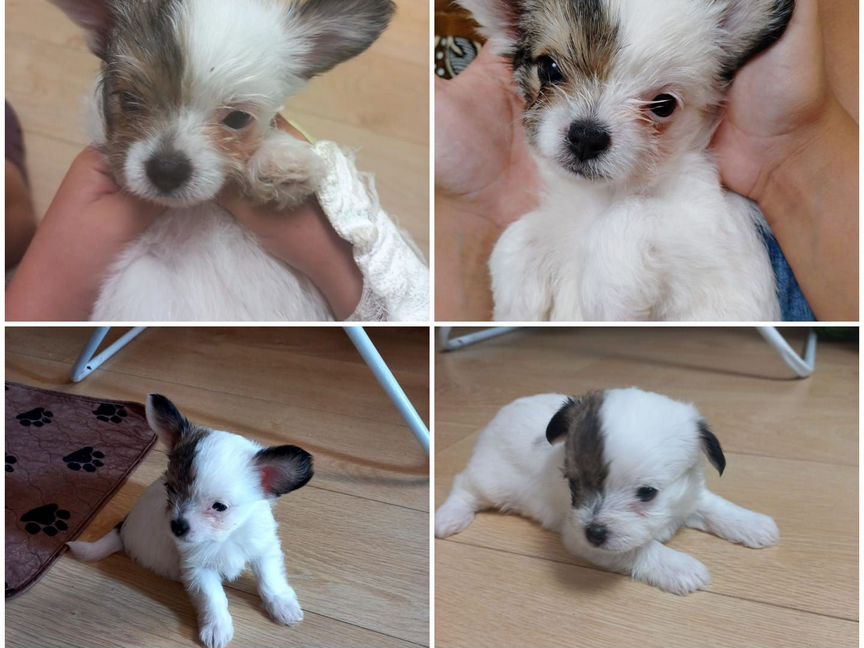 Щенок бивер йорк