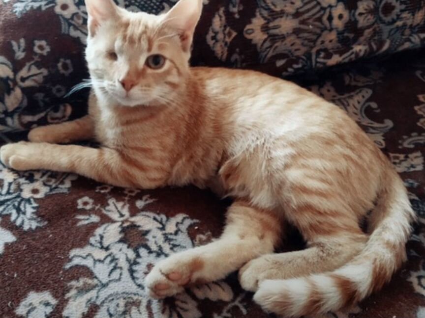 Рыжий котенок в добрые руки