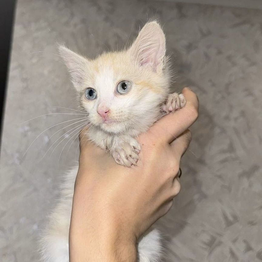 Котенок в добрые руки
