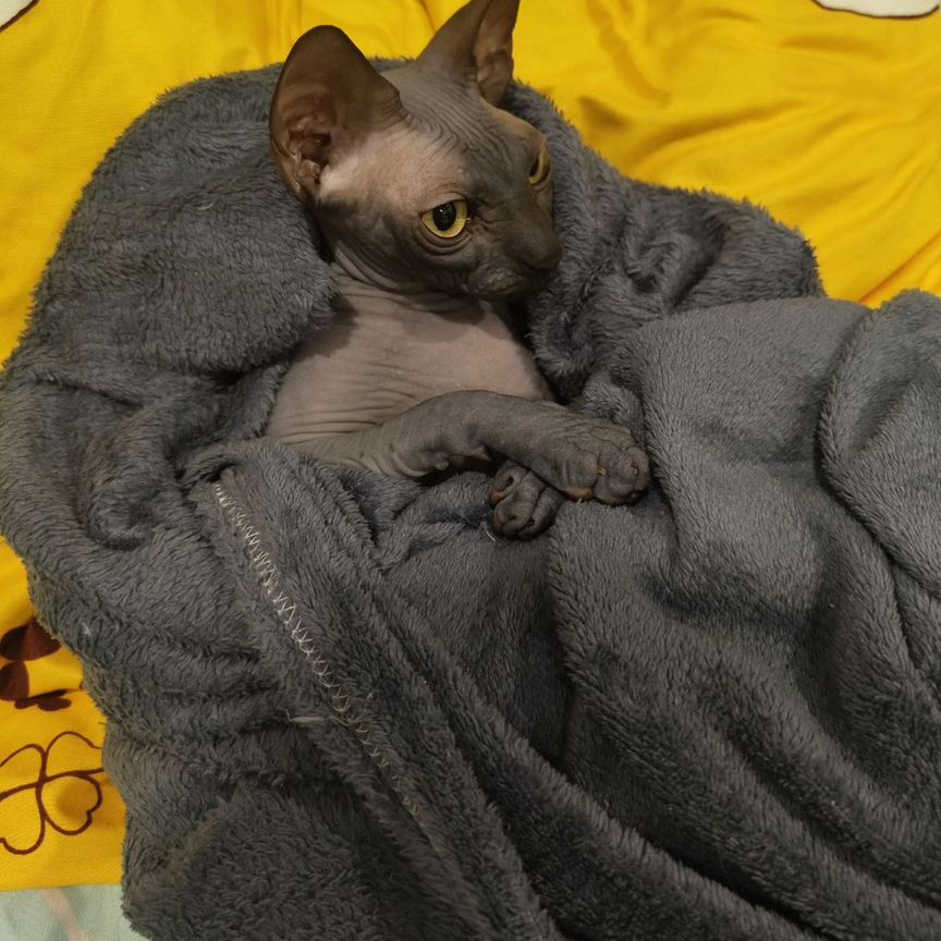 Вязка, ищем кота