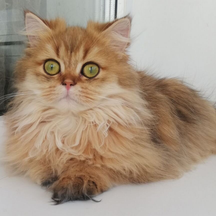 Британская золотая шиншилла длинношерстная