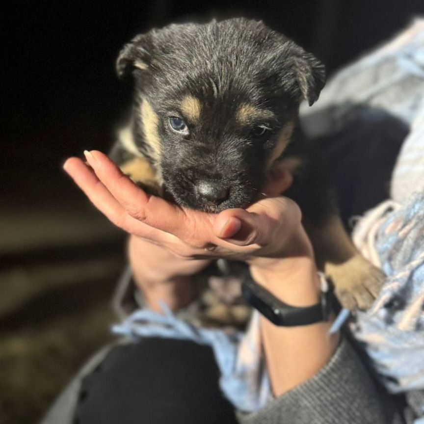 Щенки мальчики и девочки, 1,5 месяца